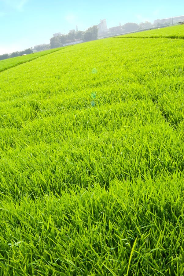 Horizon De Prairie Et De Ville Image stock - Image du vert, lumineux ...
