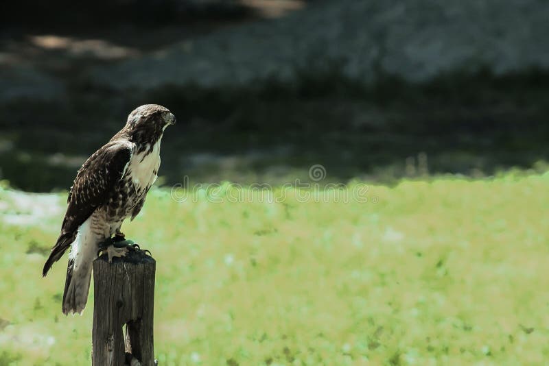 Hawking the Horizon stock image. Image of perched, trained - 208294785