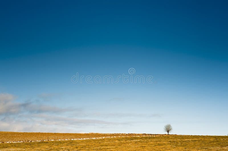 Horizon with a tree stock photo. Image of simple, yellow - 12489928