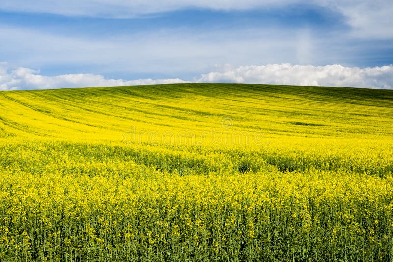 Horizon with yellow field stock image. Image of simple - 24922901