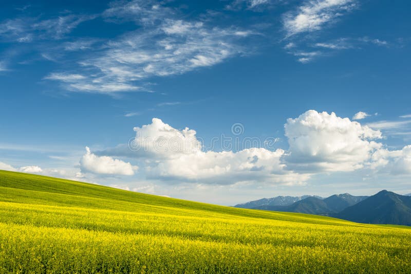 Horizon with yellow field stock photo. Image of horizon - 25008196
