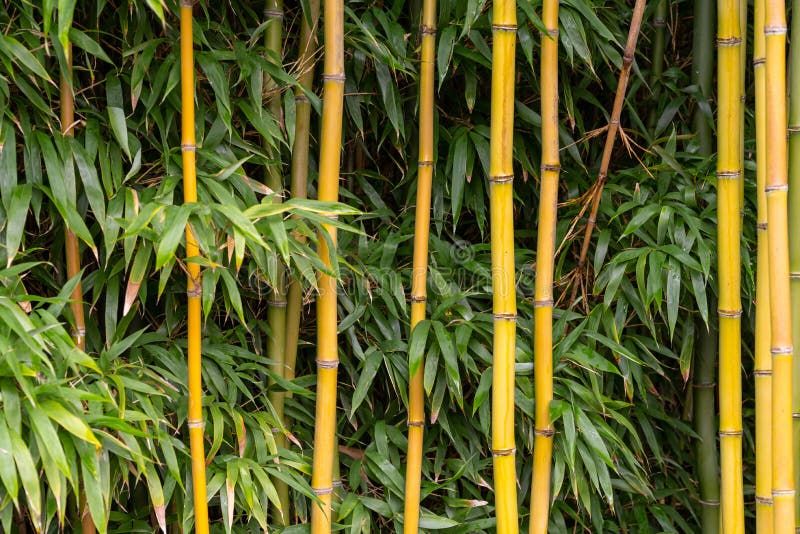 Horizontal Abstract Close Up of Dense Thick Bamboo Forest As Background ...