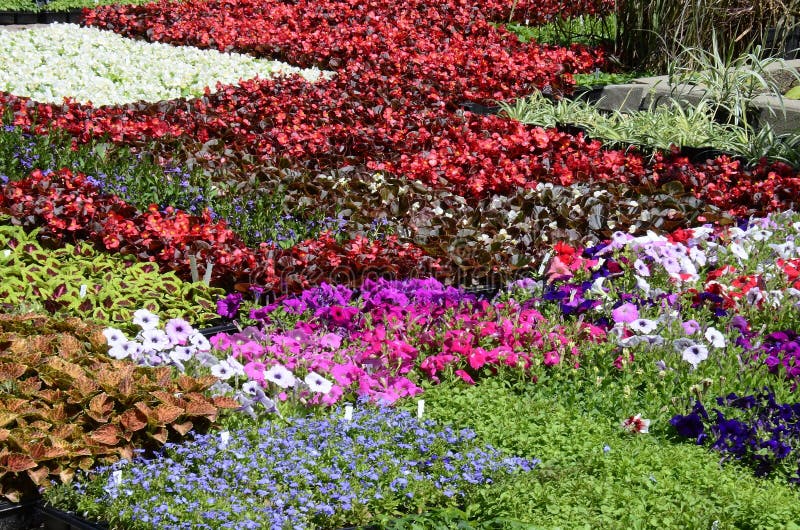 Horizontal Array of Flats of Annuals Stock Image - Image of laid, sunny ...