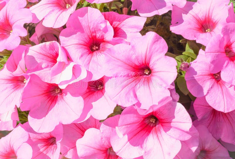 Horizontal Background with Light Pink Petunia Flowers Stock Photo ...