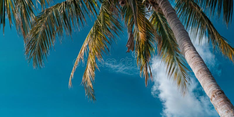 Palm Trees Tumblr Horizontal