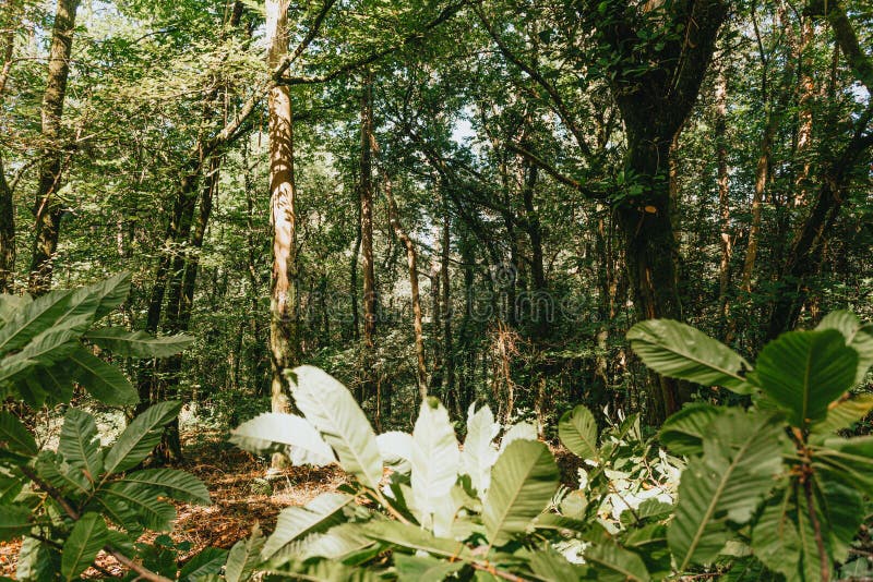 Horizontal Background with Trees and Leaves with a Lot of Copy Space ...