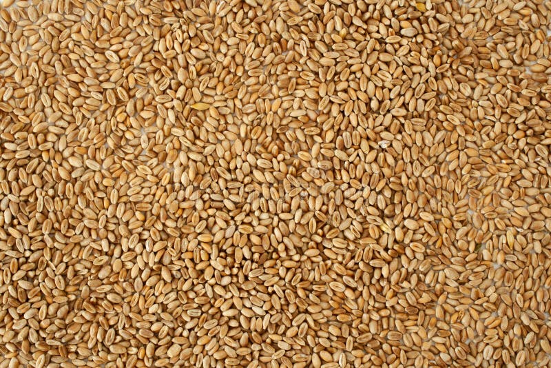 Wheat grain texture stock photo. Image of crop, diet - 187223682