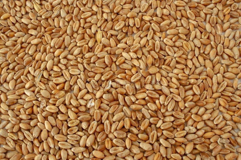 Wheat grain texture stock photo. Image of heap, composition - 187567512