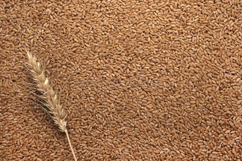 Wheat Grain Texture, Natural Dry Grain, Horizontal Background, Stock ...