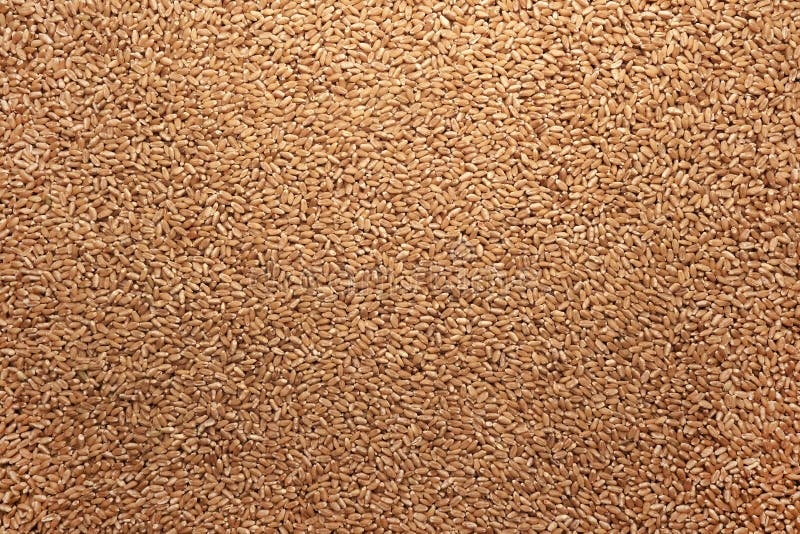 Wheat Grain Texture, Natural Dry Grain, Horizontal Background Stock ...