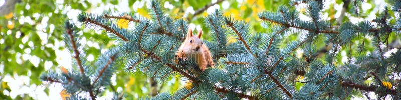 Horizontal Banner for Site with Spruce Branches and Red Squirrel Stock ...