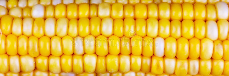 Horizontal Banner with Texture of Boiled Yellow Corn Grains. Stock ...