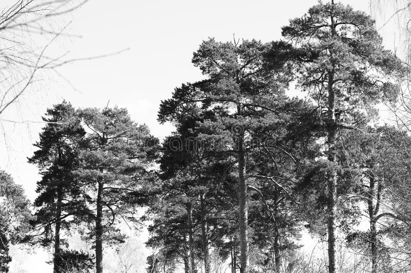 5,550 Black Fir Trees White Stock Photos - Free & Royalty-Free Stock ...