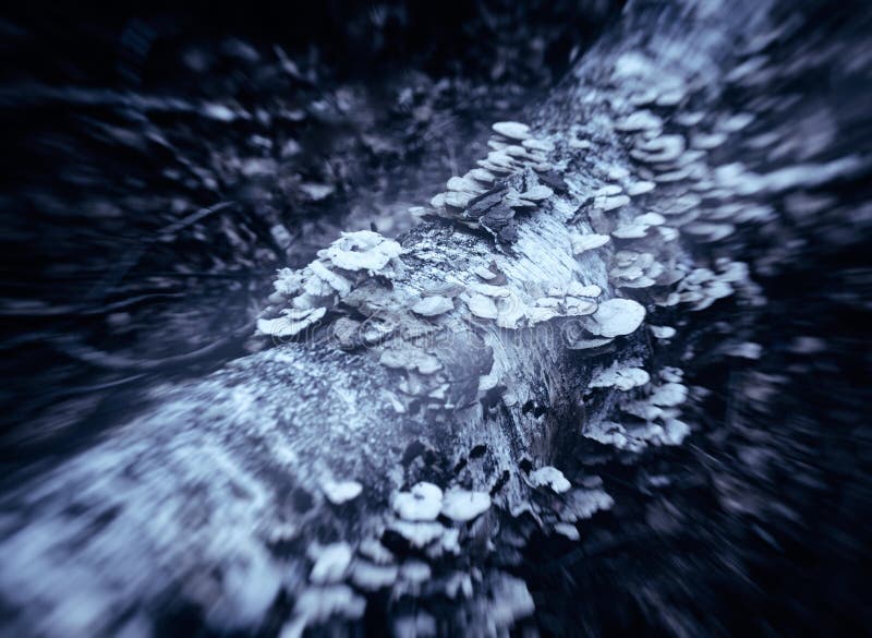 Horizontal Blue Sepia Tree in Mushrooms in Motion Stock Photo - Image ...