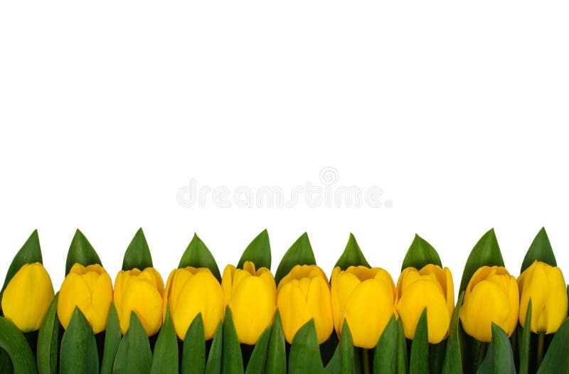 Horizontal Border of Yellow Tulips Stock Image - Image of april, bright ...