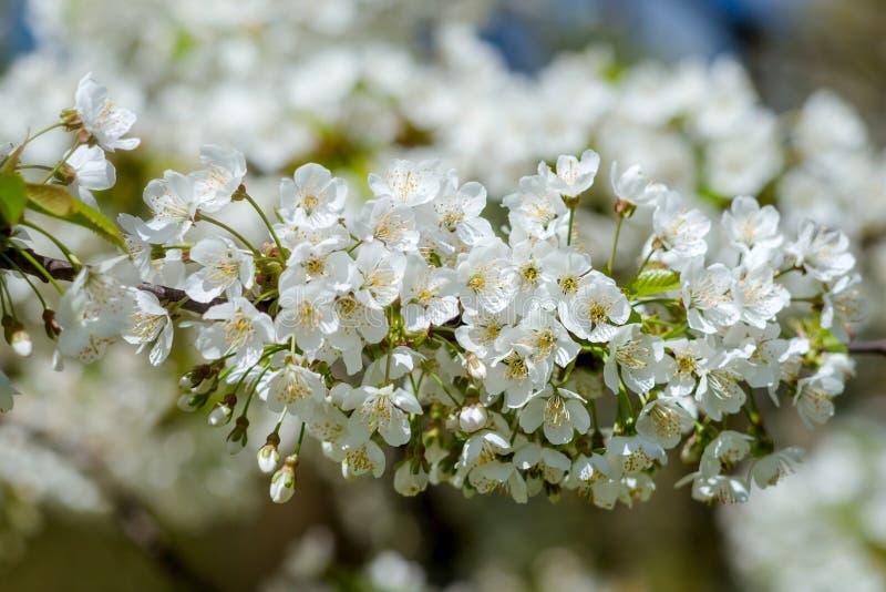 Horizontal Branch of Cherry Blossoms Stock Image - Image of spring ...