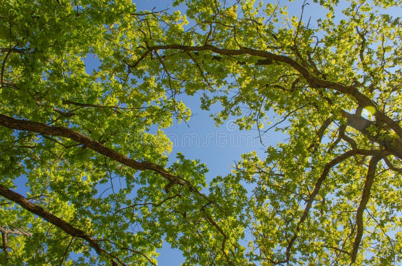Horizontal Branches with New Green Leaves Against a Clear Blue Sky ...