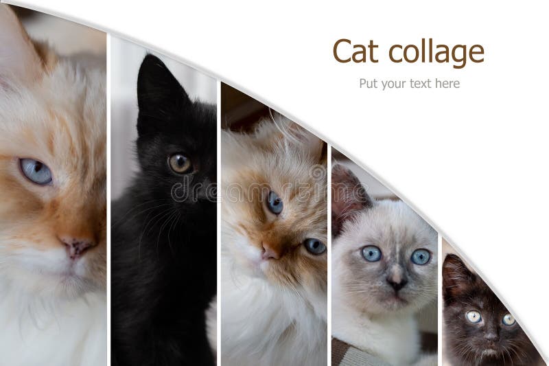 Horizontal cat collage. stock image. Image of eyes, animal - 265626917