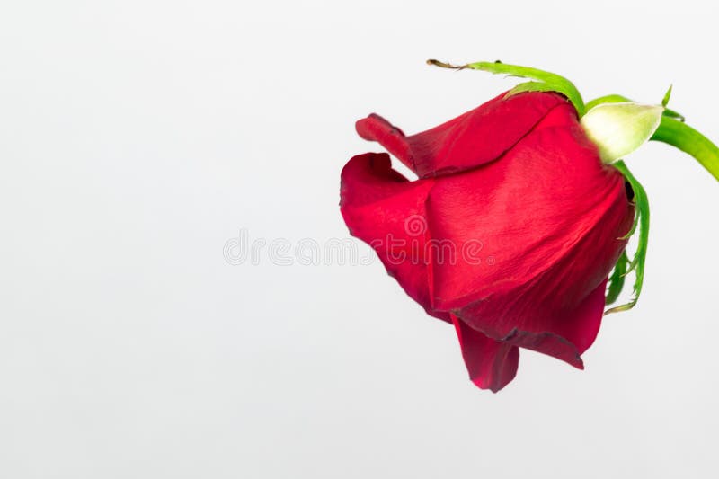 Horizontal Close-up of a Red Rose Looking Downward Stock Photo - Image ...