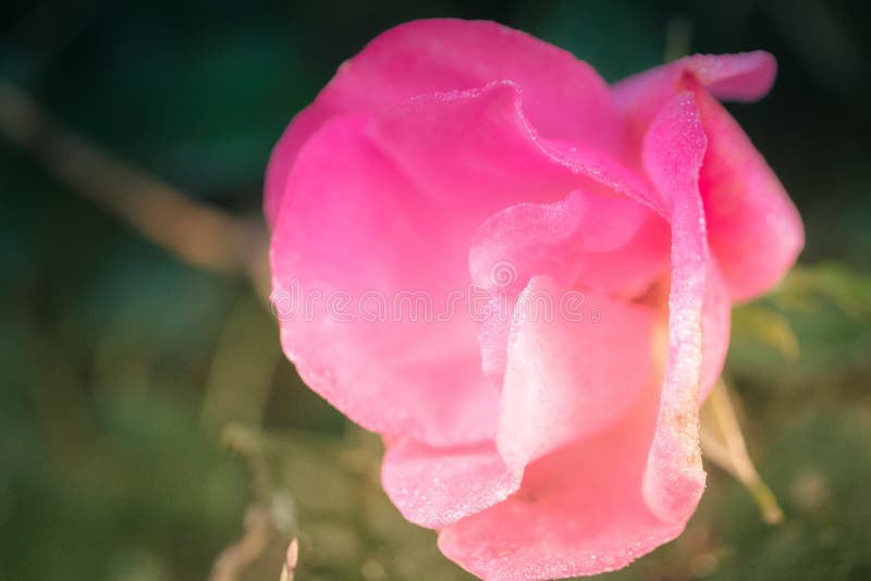 Horizontal Closeup Shot of a Blossomed Pink Rose Stock Photo - Image of ...