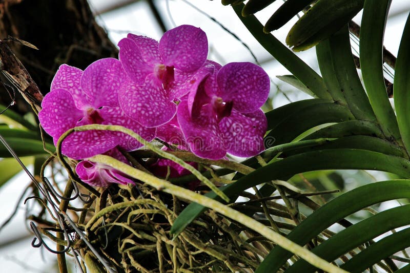 Horizontal Closeup Shot of Violet Flowers Surrounded with Green Leaf ...