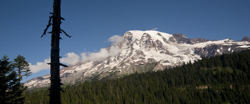 Horizontal Composition Mt. Rainier Dense Forest Cascade Range Wa Stock ...
