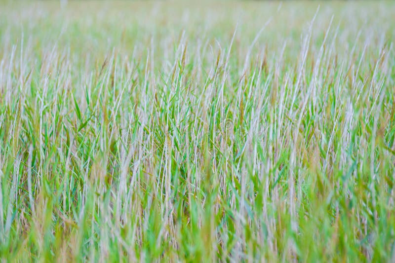 Horizontal Composition of Pasture Grass Creating a Nice Background ...