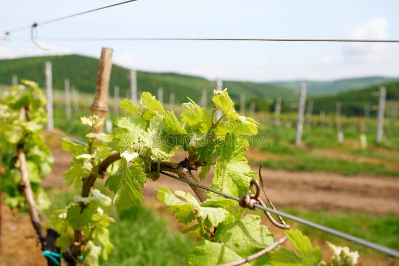 Vigne roumaine image stock. Image du nature, raisin, fruits - 11588939