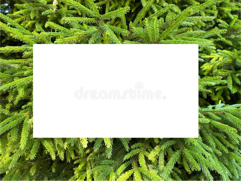 Evergreen Christmas Holiday Background with Rectangular White Box ...