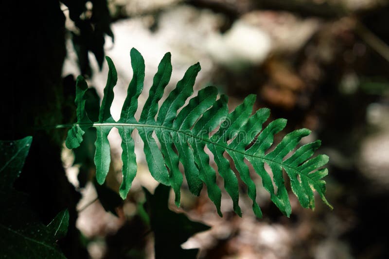 Horizontal Fern Leaf Inside the Wood Stock Photo - Image of plant ...