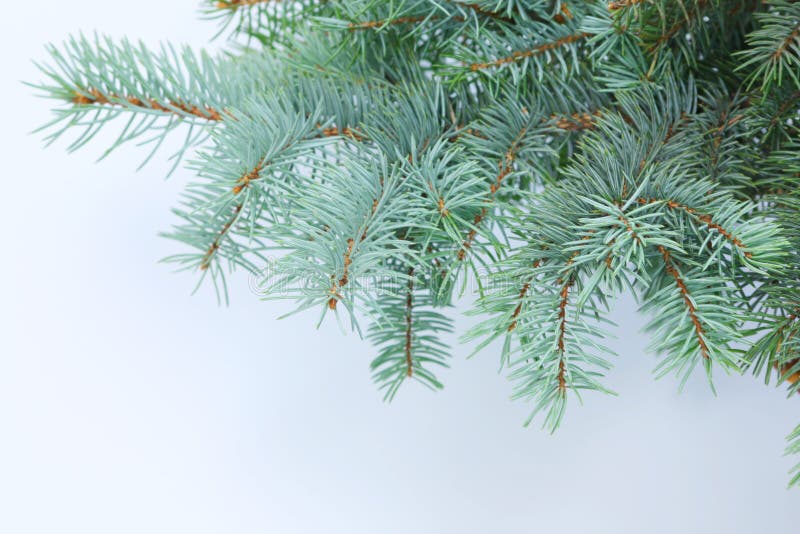 Horizontal Fir-tree Branch #1 Stock Photo - Image of green, space: 11288816