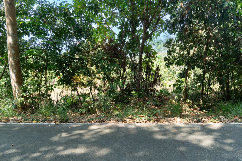 Horizontal of Forest Asphalt Road with Trees and Grass in Summer Day ...