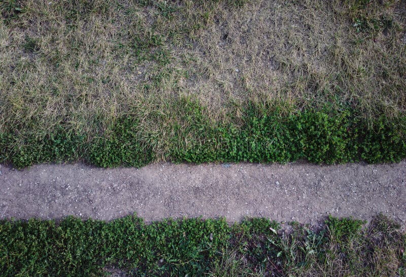 Forest of Aligned Pines, Tuscany (Italy). Stock Image - Image of ...