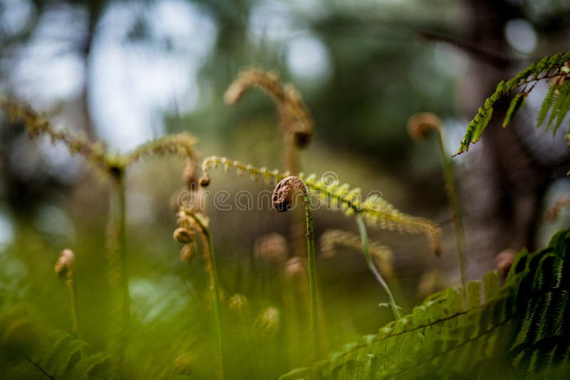 Shoots of Young Fern in the Spring in the Mountains Stock Photo - Image ...