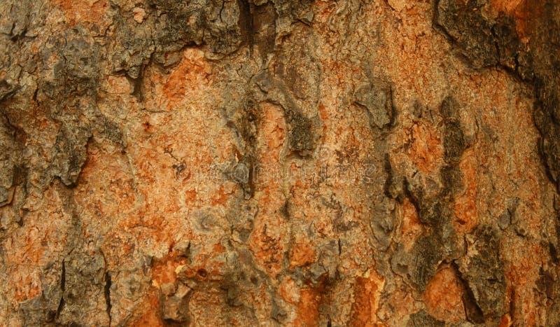 A Horizontal Frame of Tree Skin Stem Texture Background. Stock Image ...