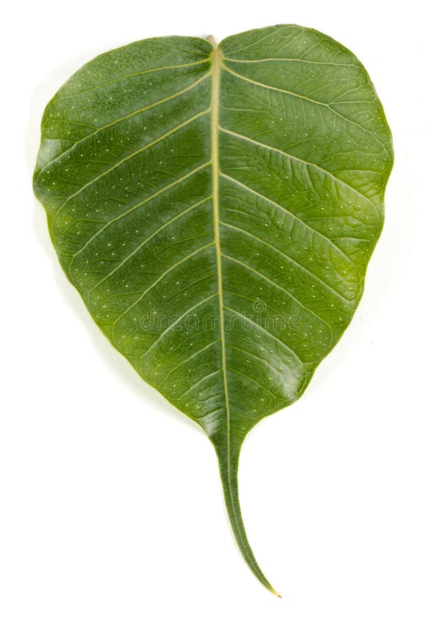 A Horizontal Green Leaf of Peepal Tree Stock Photo - Image of leaf ...