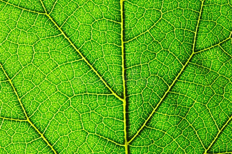 Horizontal Green Leaf Texture Stock Image - Image of natural ...
