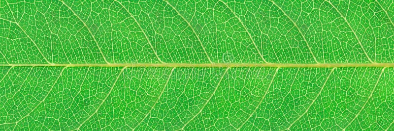 Horizontal Green Leaf Texture for Pattern and Background Stock Photo ...