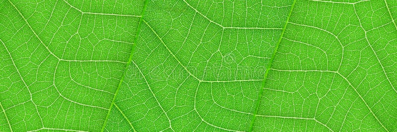 Horizontal Green Leaf Texture for Pattern and Background Stock Photo ...