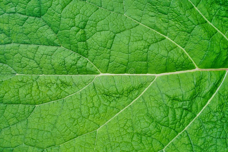 Horizontal Green Leaf Texture for Pattern and Background Stock Photo ...