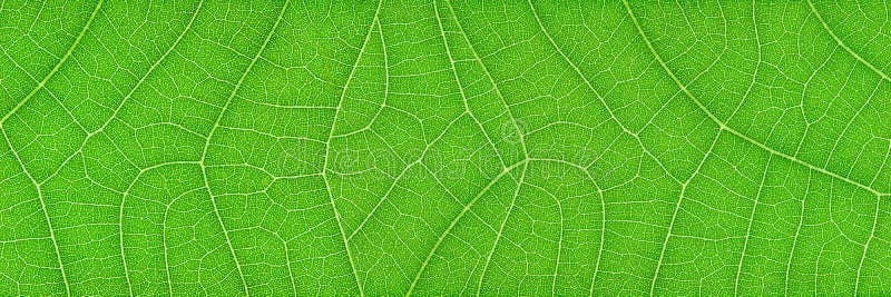 Horizontal Green Leaf Texture for Pattern and Background Stock Image ...