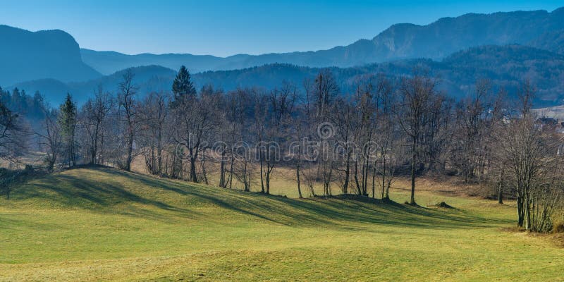 Horizontal Group of Trees on a Meadow Stock Image - Image of nature ...