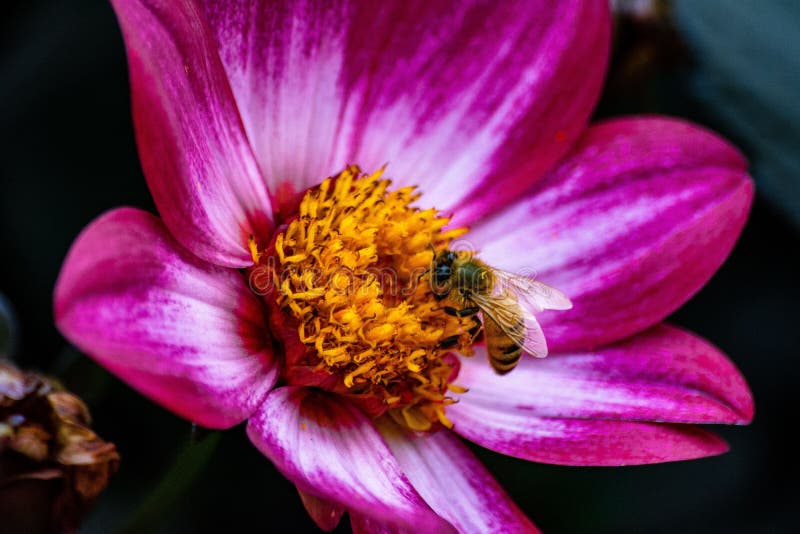 Horizontal Image of a Bee Sitting on a Bright Pink Cosmos Flower Stock ...