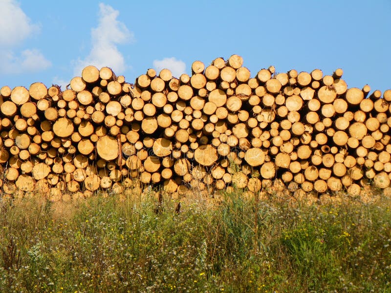 Horizontal Image of Cut Log Pile Uneven Top, Illuminated by the Evening ...