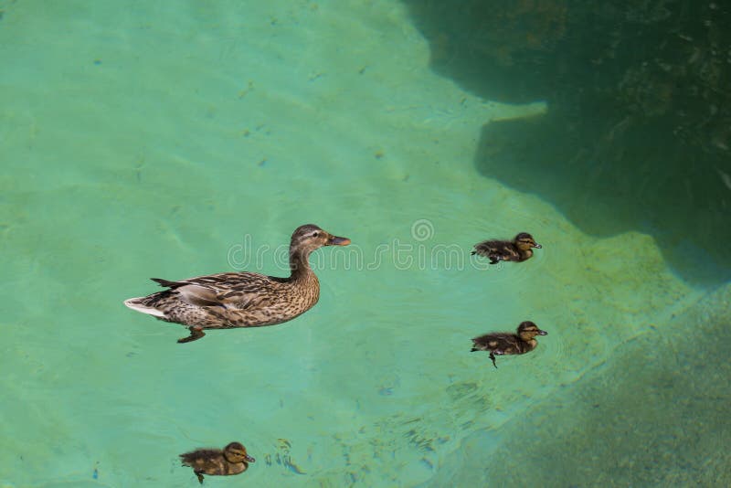 Horizontal Image of a Duck while Bathing in Her Pond Stock Photo ...