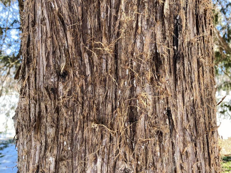 Tree Identification. Bark. Eastern Redcedar. Juniperus Virginiana Stock ...