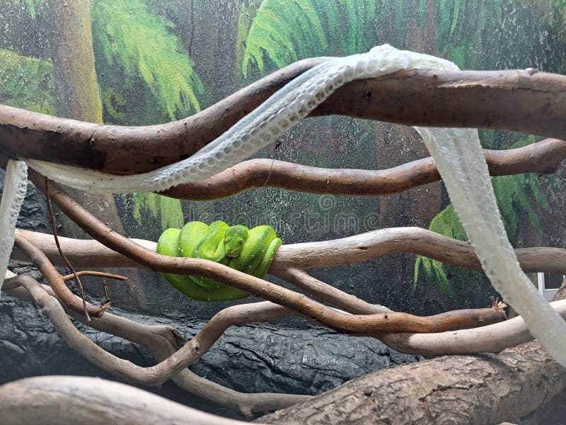 Horizontal Image of a Green Snake Inside an Aquarium Resting with Old ...