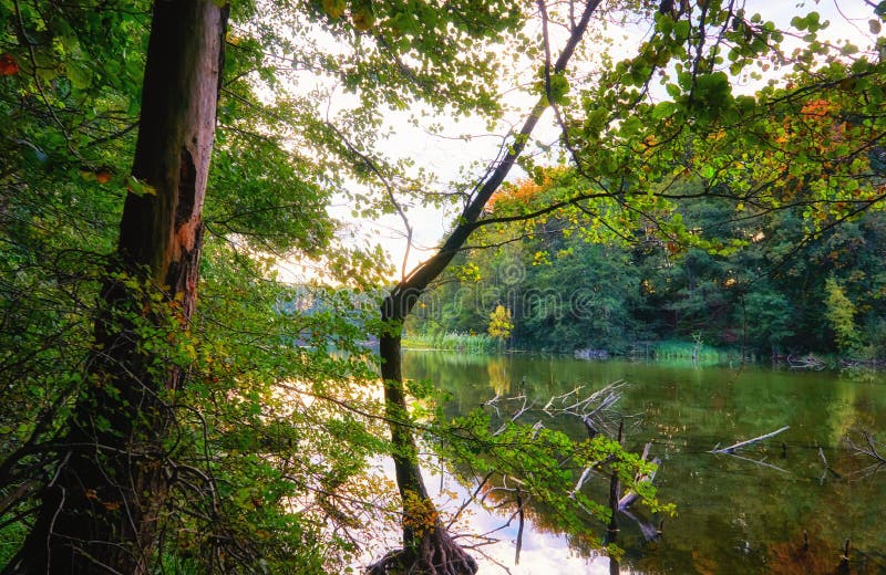 Horizontal Image of a Lake, with a Leaning Tree in the Forest Lake ...