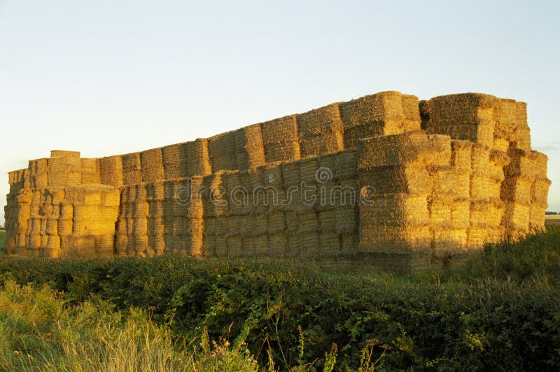 Straw Stack of Heston Wheat Bales in UK Stock Photo - Image of golden ...