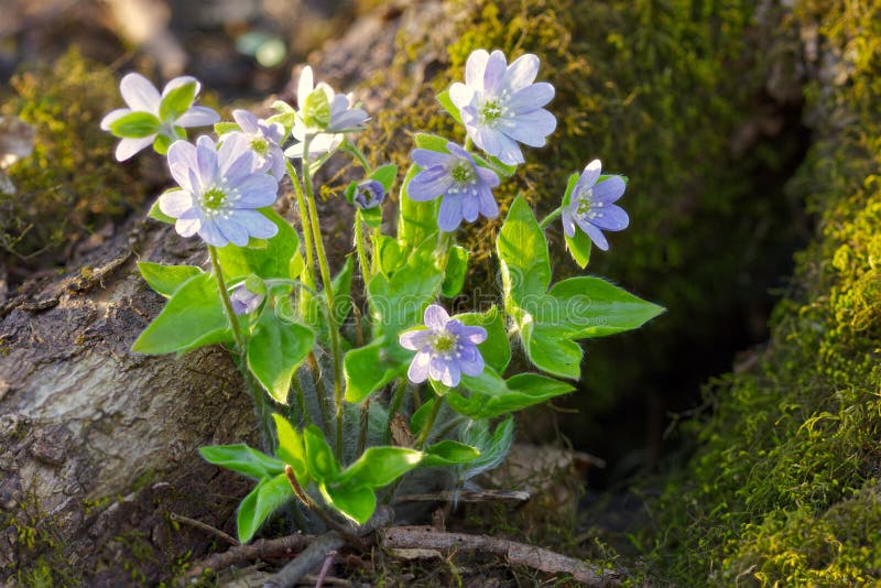 Sharp-lobed Hepatica (Hepatica Acutiloba) Flowers in Bloom Along Hiking ...
